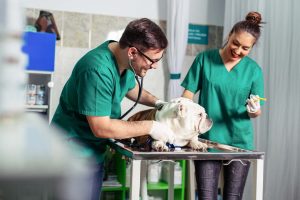 CTE Programs Overview | Kaduceus